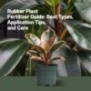10 Incredible Uses of Rubber Plant & Leaves