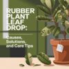 10 Incredible Uses of Rubber Plant & Leaves